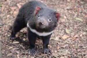 Demonio de Tasmania: comportamiento, hábitat y amenazas