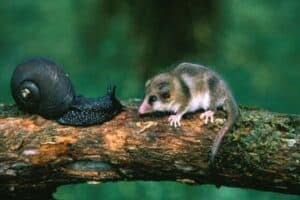 Monito del monte: hábitat y características
