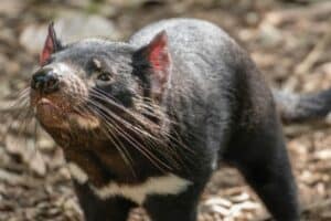 Demonio de Tasmania: comportamiento, hábitat y amenazas