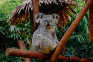 Koala - Marsupial